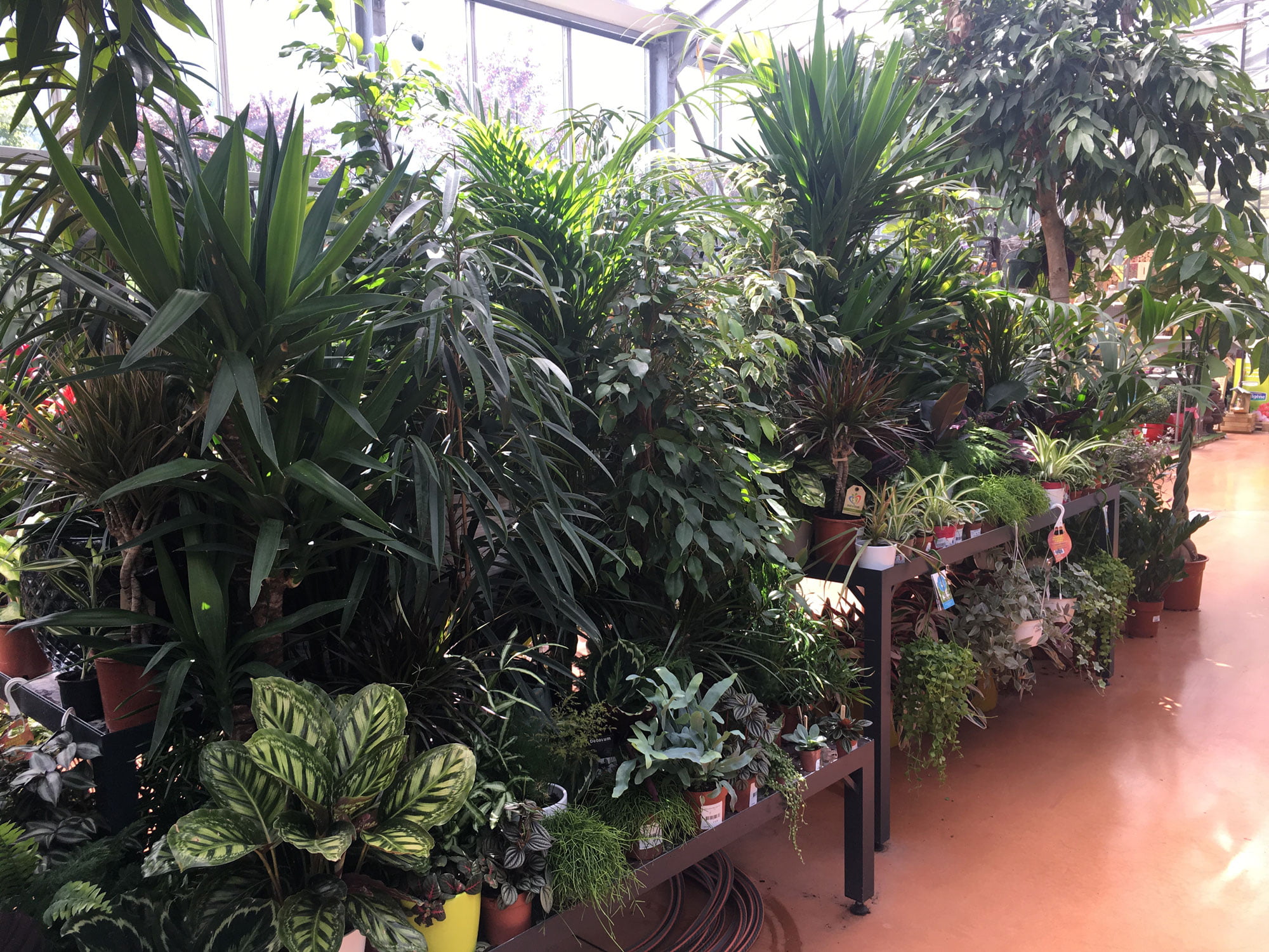 IMG 4772 - Jardi Pradel - Jardinerie et fleuriste à Bagnères-de-Luchon