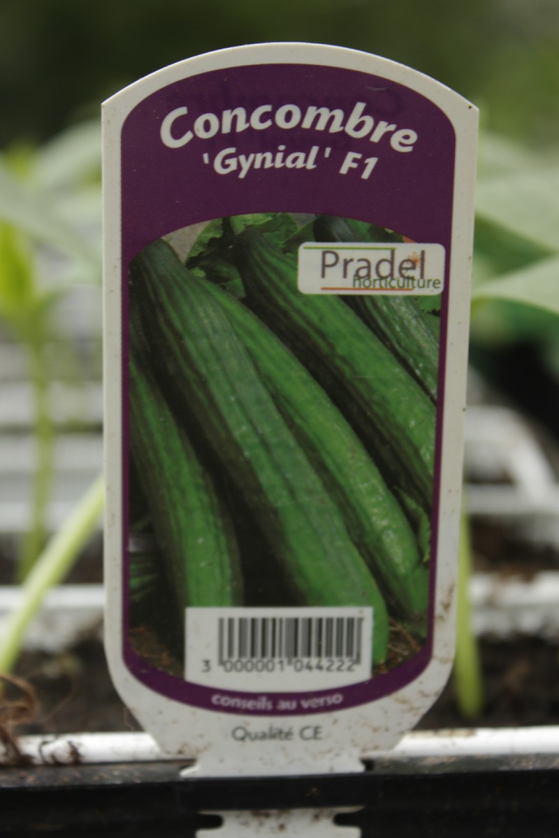 Concombre Gynial f1 plants potager jardipradel 2 - Jardi Pradel ...