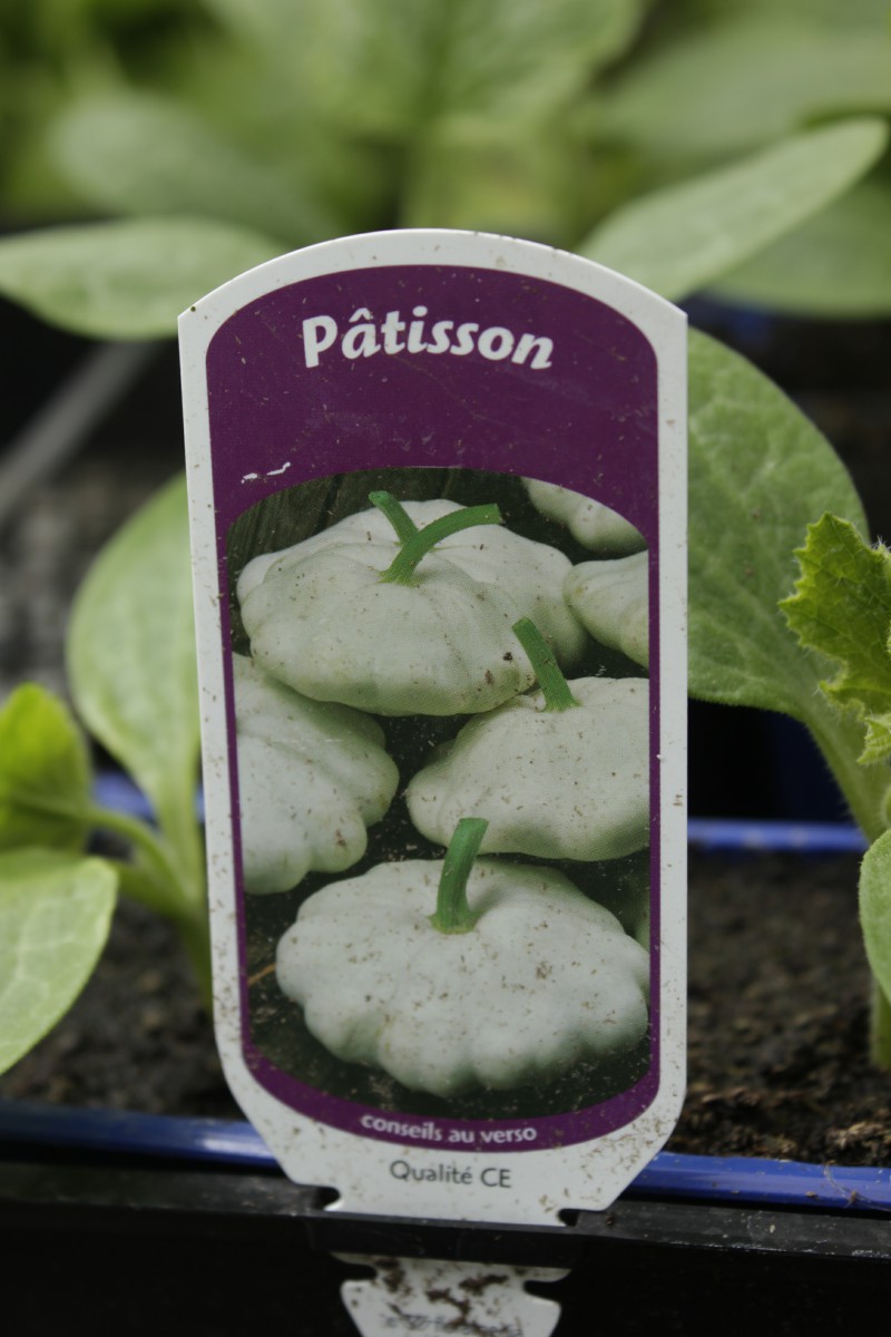 Pâtisson plants potager jardipradel 2 - Jardi Pradel - Jardinerie et ...