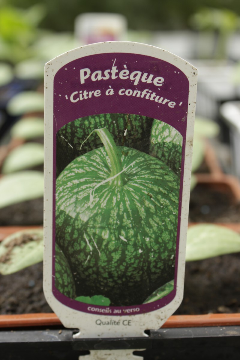 Pastèque citre a confiture plants potager jardipradel 2 - Jardi Pradel ...