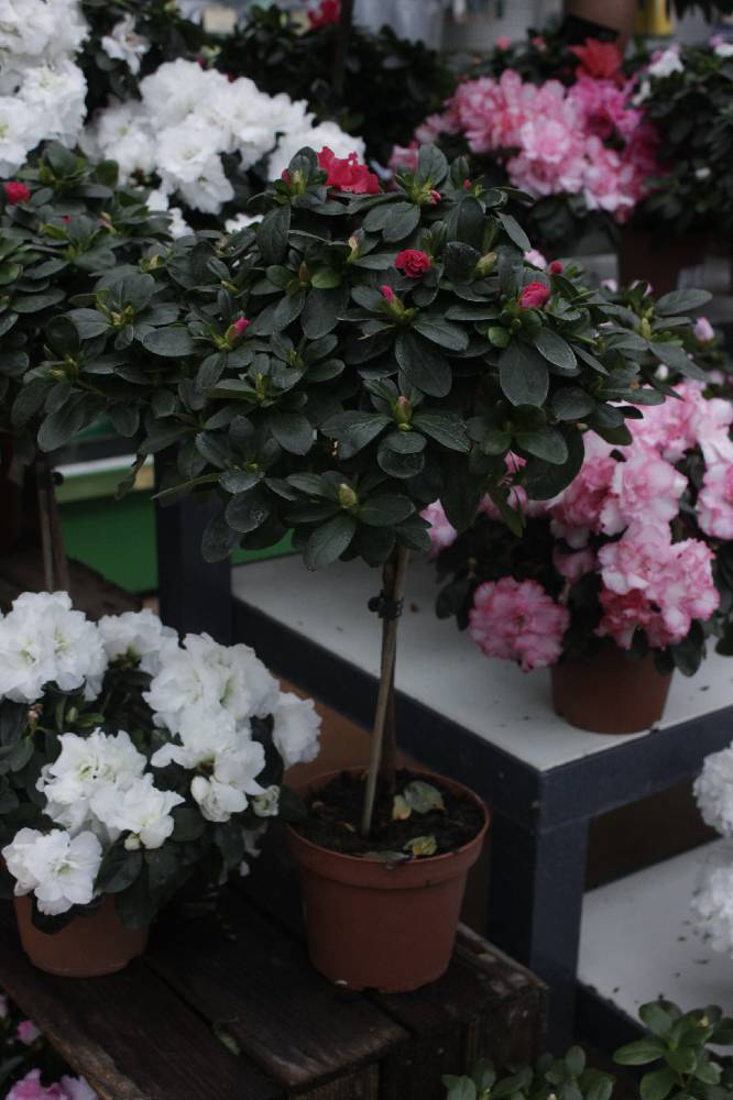 Azalea bout colore tige 17 Jardi Pradel 11 - Jardi Pradel - Jardinerie ...