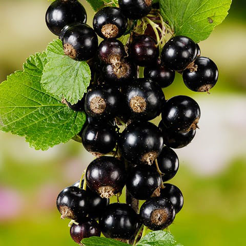 Cassis Ribes Nigrum Titania - Jardi Pradel - Jardinerie et fleuriste à ...