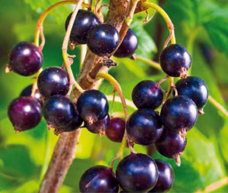 Cassissier - Jardi Pradel - Jardinerie et fleuriste à Bagnères-de-Luchon