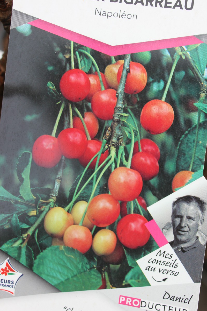 Cerisier Napoleon 1 - Jardi Pradel - Jardinerie et fleuriste à Bagnères ...