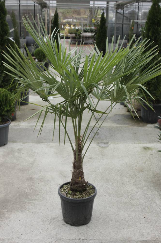 Chamaerops Excelsa Trachycarpus Fortunei Jardi Pradel 31 - Jardi Pradel ...