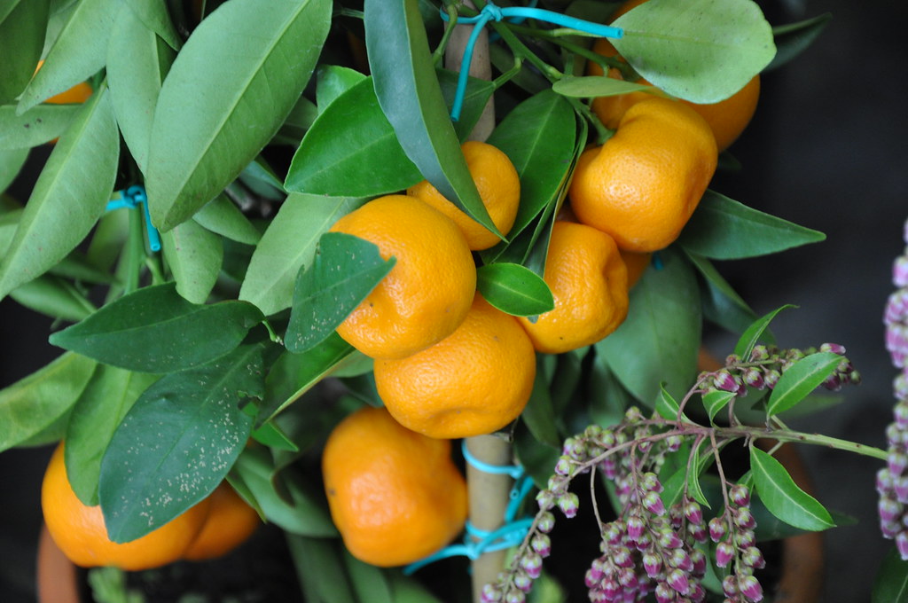 Citrus Mitis Calamondino - Jardi Pradel - Jardinerie et fleuriste à ...