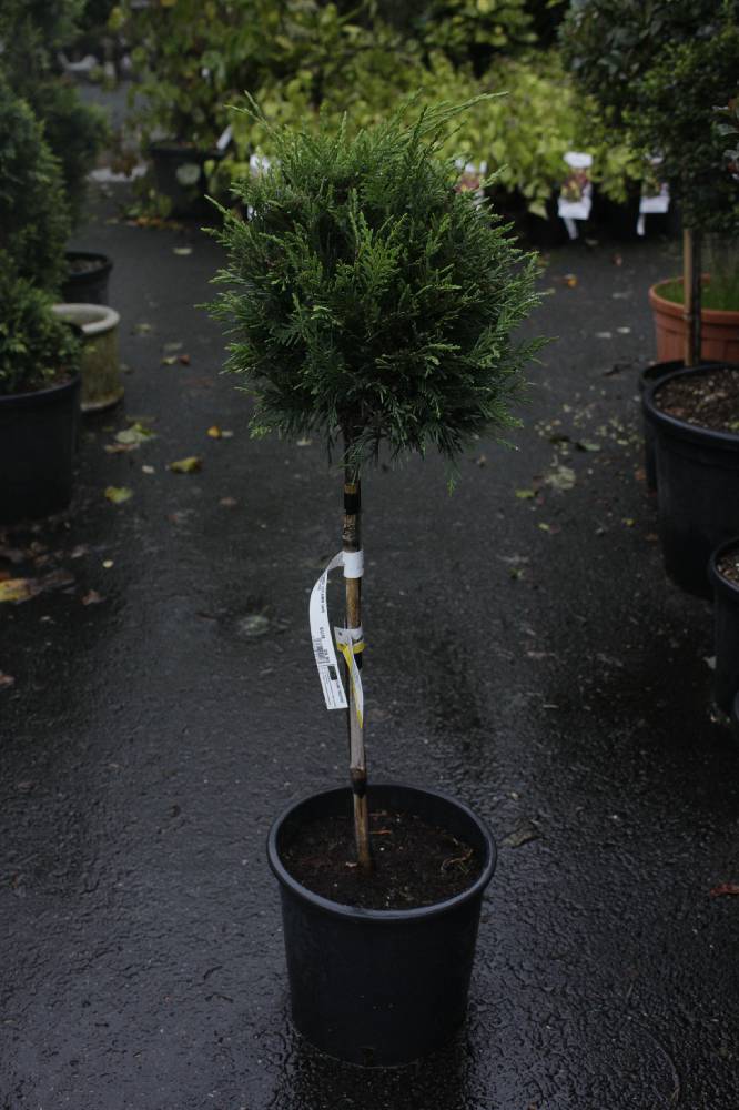 Cupressocyparis LeylandII 50cm Mini Tige Jardi Pradel 31 - Jardi Pradel ...