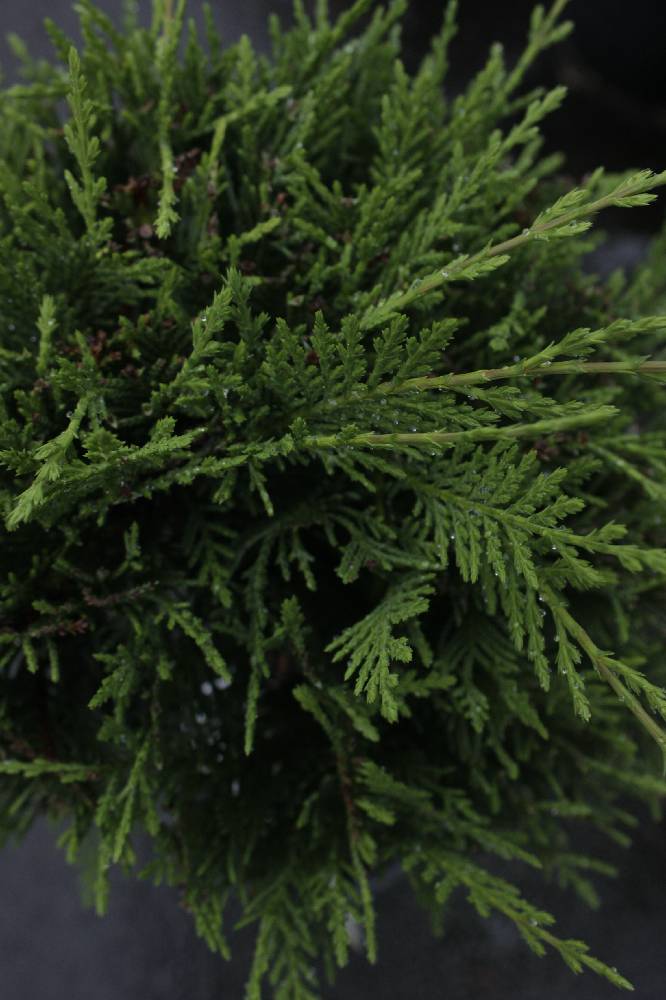 Cupressocyparis LeylandII 50cm Mini Tige Jardi Pradel 41 - Jardi Pradel ...