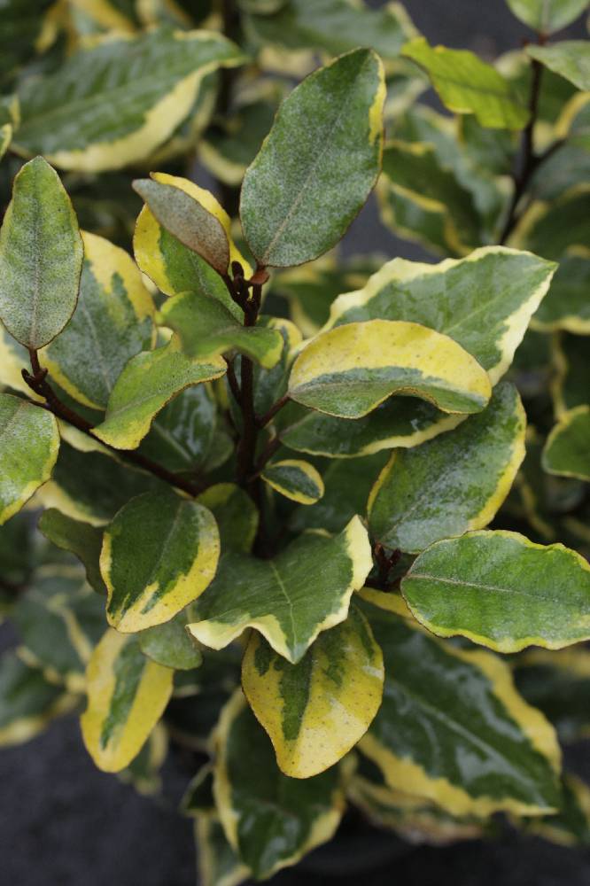 Elaeagnus ebbingei viveleg Jardi Pradel 11 - Jardi Pradel - Jardinerie ...
