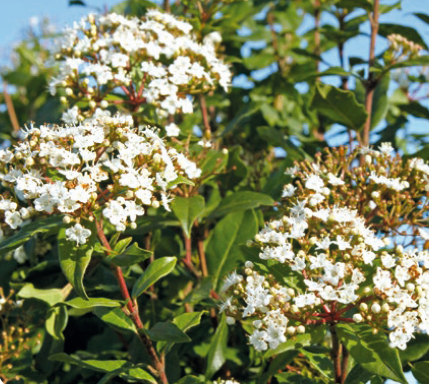 Laurier Tin Giganteum - Jardi Pradel - Jardinerie et fleuriste à ...