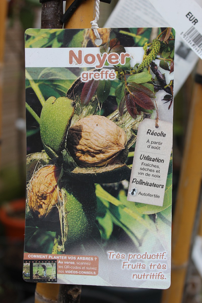 Noyer Fernor 1 - Jardi Pradel - Jardinerie et fleuriste à Bagnères-de ...