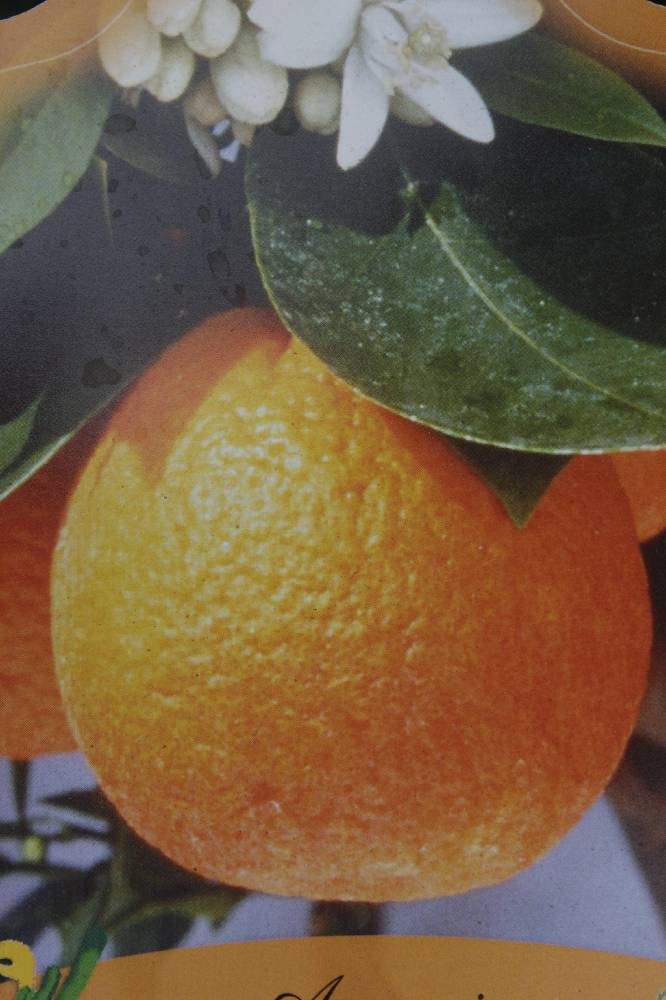 Oranger Sinensis Jardi Pradel 41 - Jardi Pradel - Jardinerie et ...