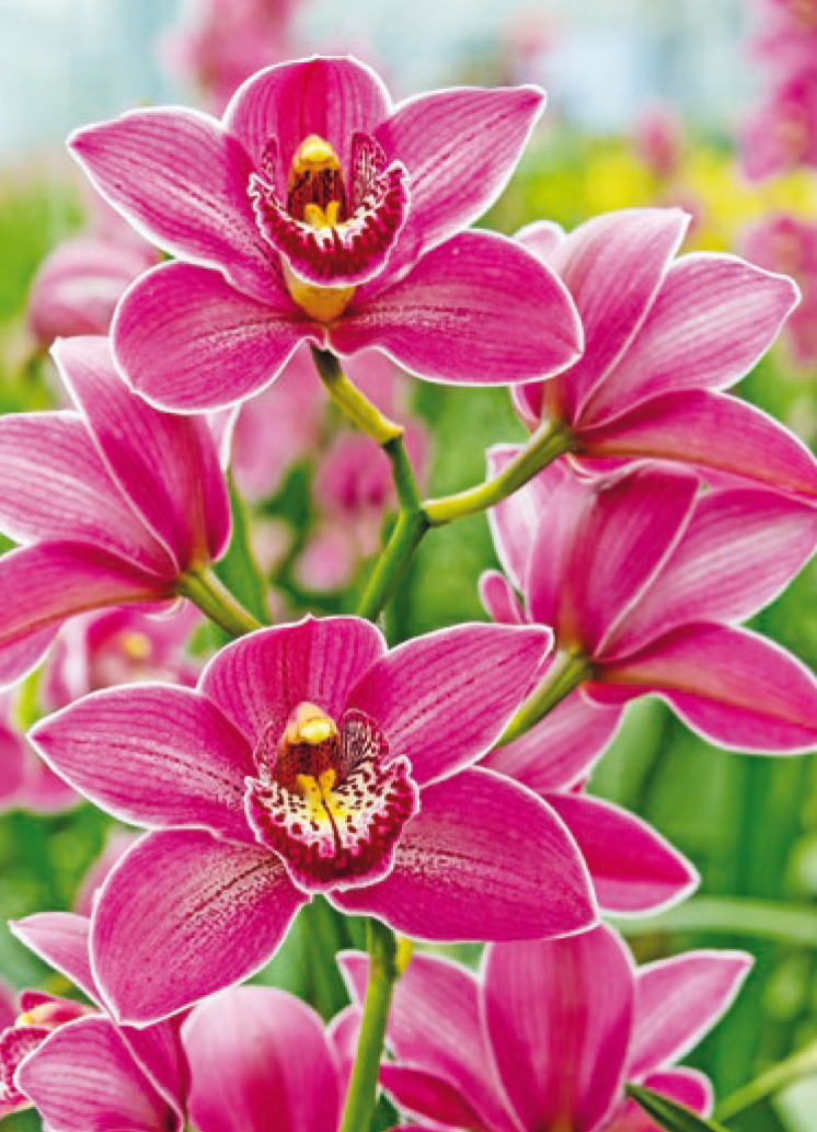 Orchidee cymbidium - Jardi Pradel - Jardinerie et fleuriste à Bagnères ...