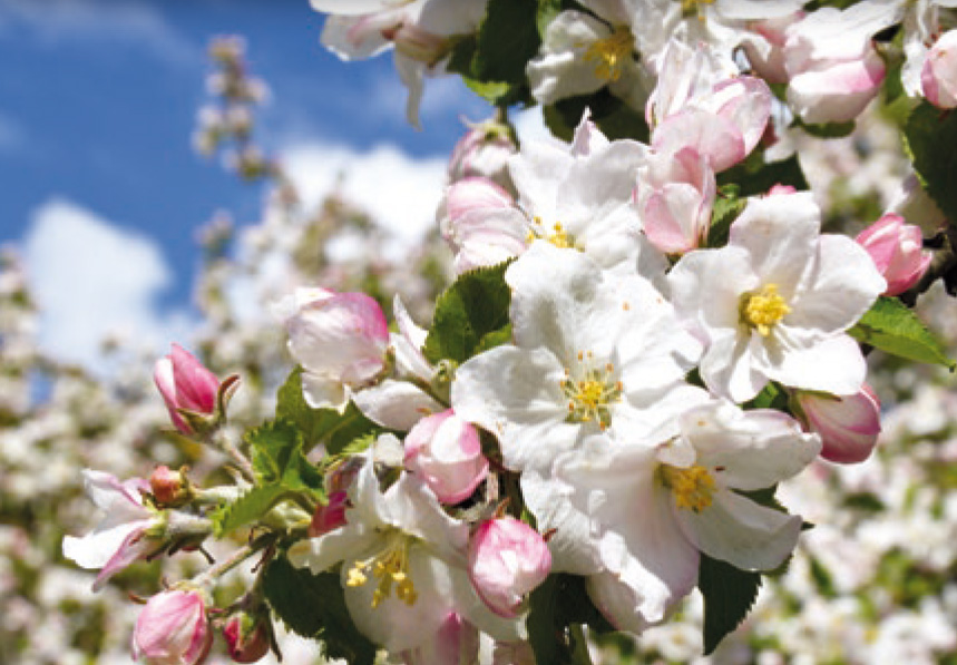 Pommier a fleurs dexception - Jardi Pradel - Jardinerie et fleuriste à ...