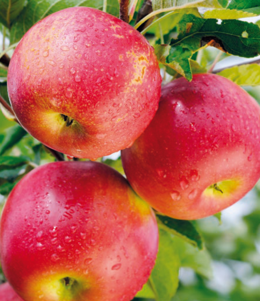 Pommier scion - Jardi Pradel - Jardinerie et fleuriste à Bagnères-de-Luchon