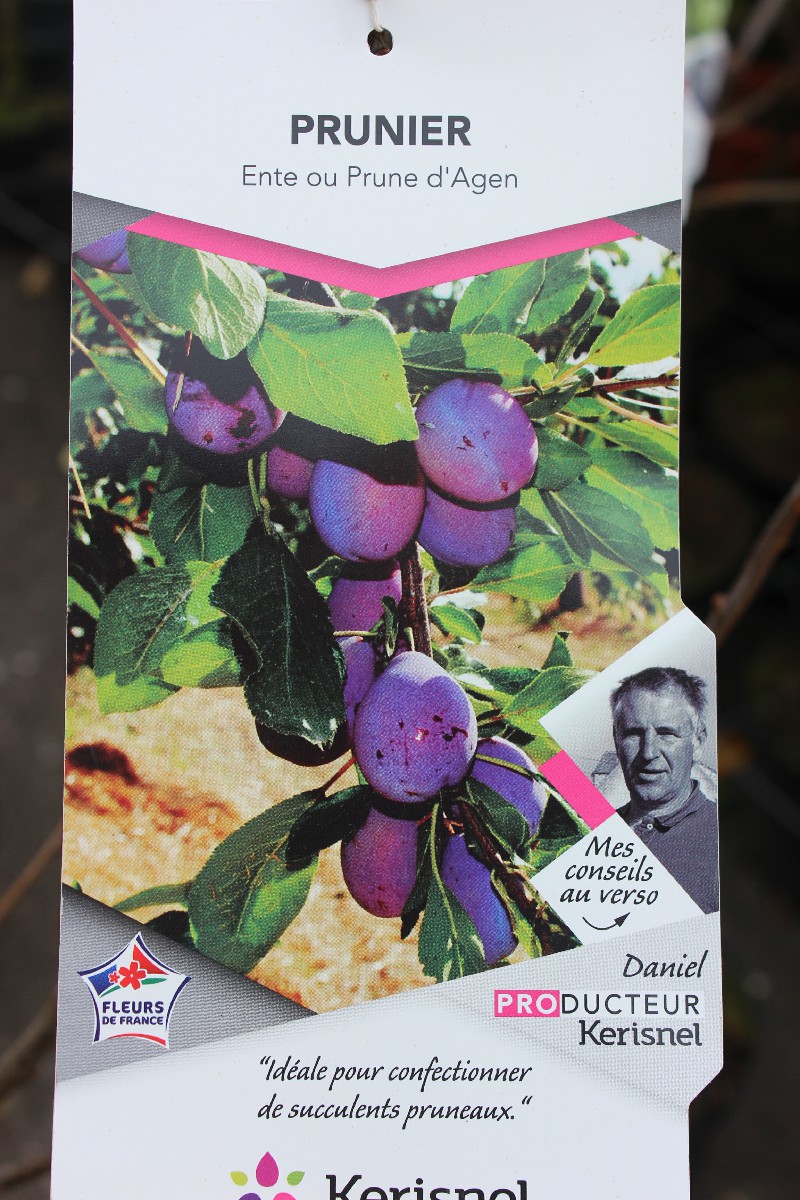 Prunier dAgen Prune dEnte 1 - Jardi Pradel - Jardinerie et fleuriste à ...