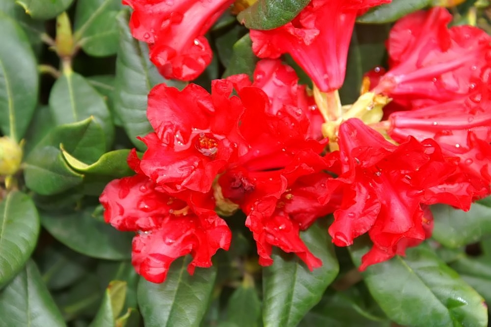 Rhododendron Baden Baden wiki - Jardi Pradel - Jardinerie et fleuriste ...