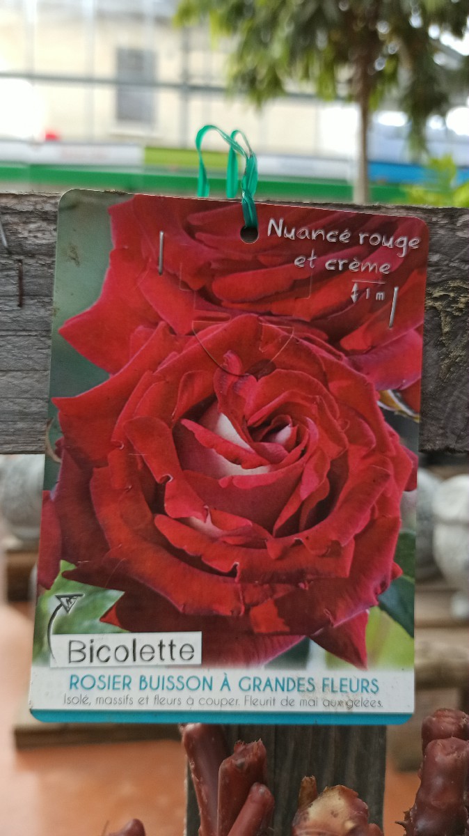 Rosier Bicolette Buissons 1 - Jardi Pradel - Jardinerie et fleuriste à ...