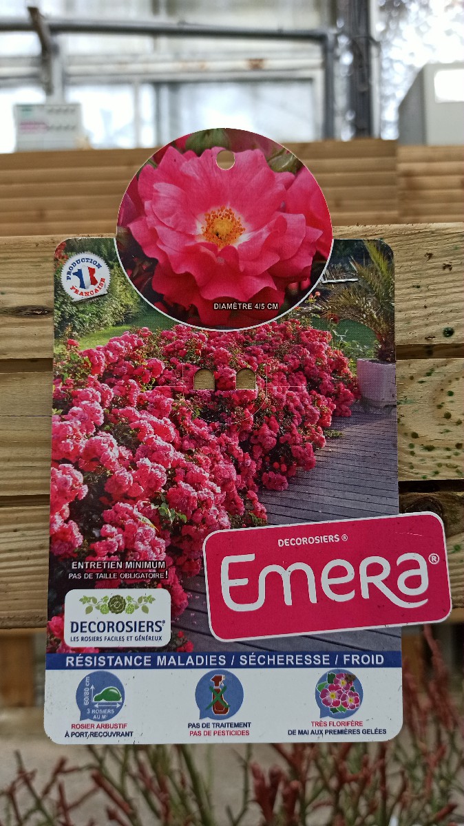 Rosier Emera Paysager 1 - Jardi Pradel - Jardinerie et fleuriste à ...