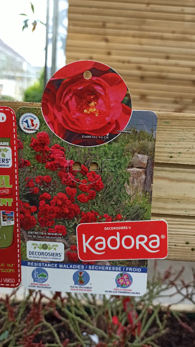 Rosier Kadora Paysager 1 - Jardi Pradel - Jardinerie et fleuriste à ...