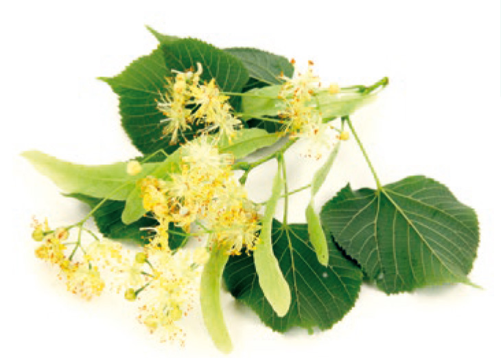 Tilleul a grandes feuilles - Jardi Pradel - Jardinerie et fleuriste à ...