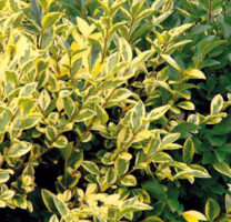 Troene dore - Jardi Pradel - Jardinerie et fleuriste à Bagnères-de-Luchon