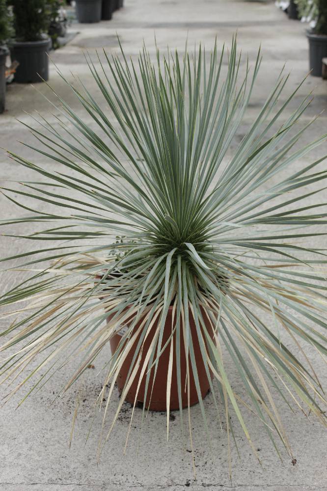 Yucca rostrata Jardi Pradel 31 - Jardi Pradel - Jardinerie et fleuriste à Bagnères-de-Luchon