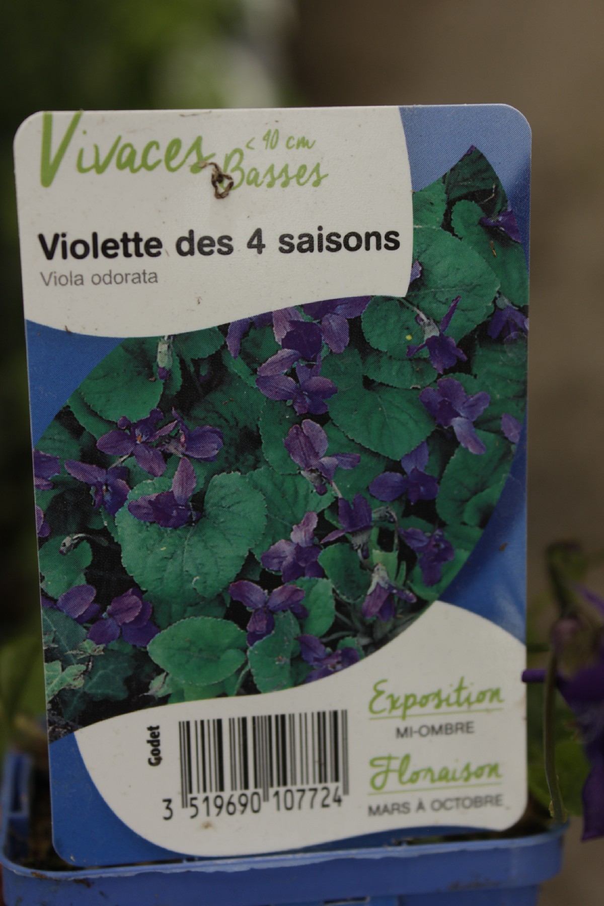 Violette des 4 Saisons Viola Odorata Vivaces Jardi Pradel - Jardi ...