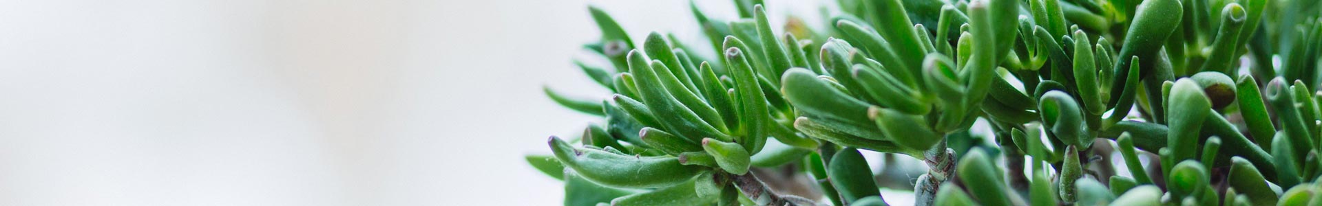 beautiful blooming blossom 305558 haut - Jardi Pradel - Jardinerie et ...