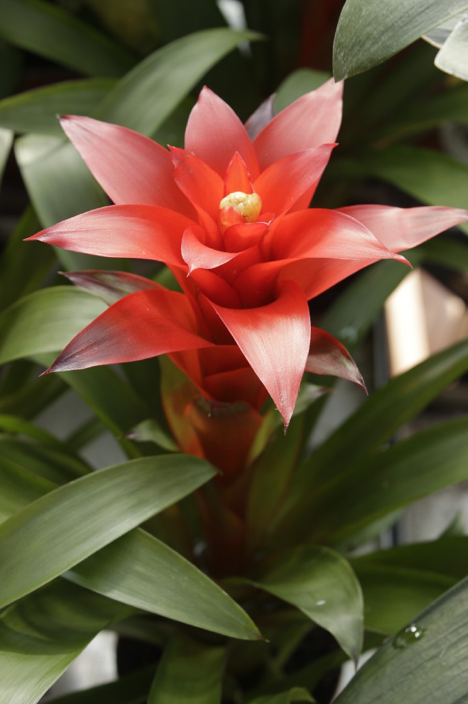 Guzmania Mix JardiPradel Jardinerie Bagneres de Luchon 1 - Jardi Pradel ...