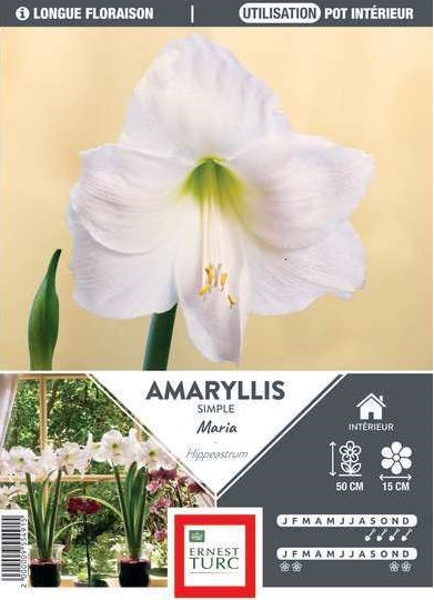 Amaryllis Simple Maria x5 - Jardi Pradel - Jardinerie et fleuriste à ...